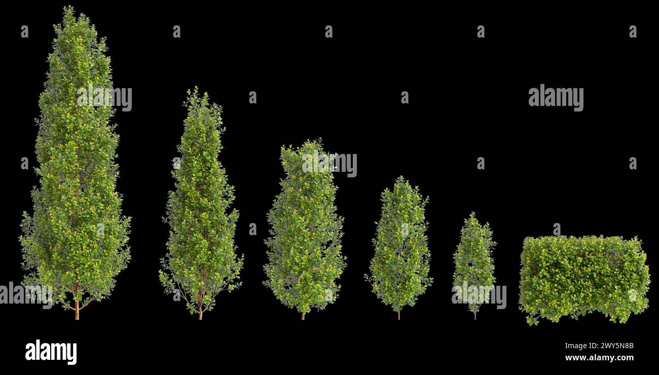 3d illustration of Syzygium paniculatum tree isolated on white ...