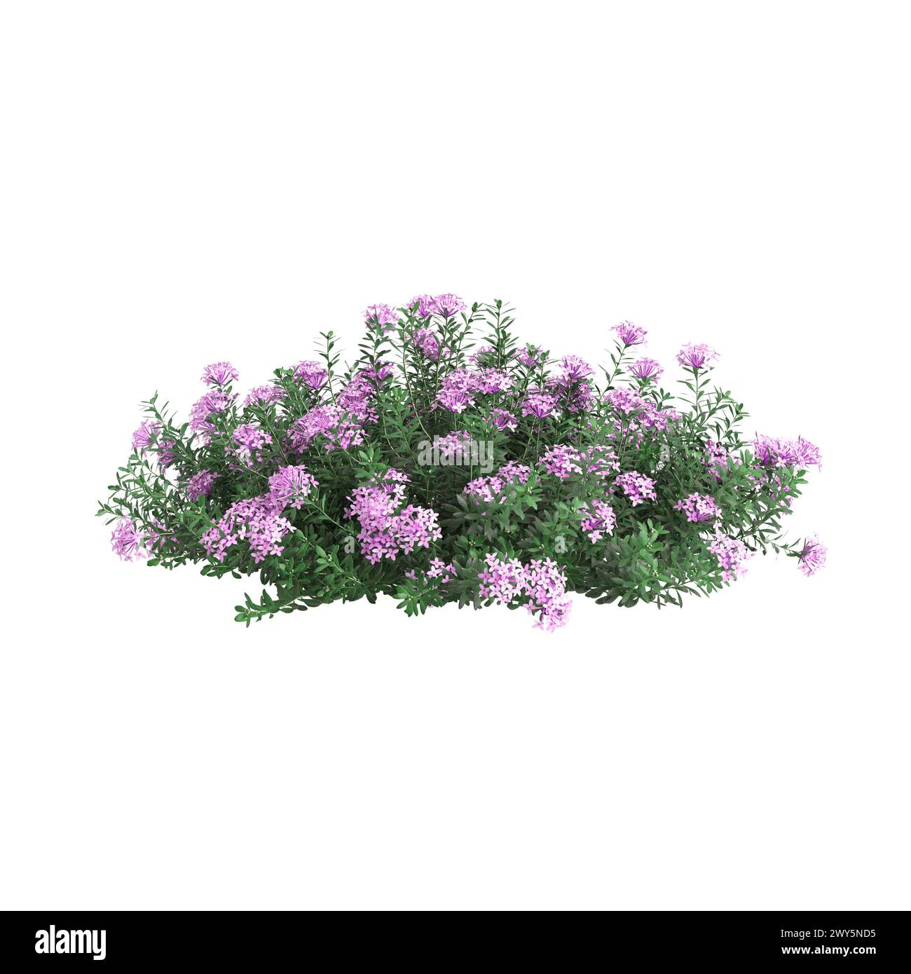Daphne cneorum Cut Out Stock Images & Pictures - Alamy