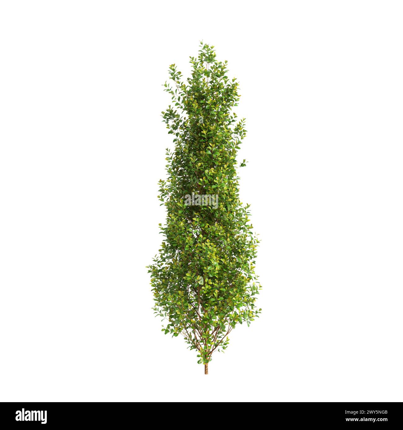 3d illustration of Syzygium paniculatum tree isolated on white ...
