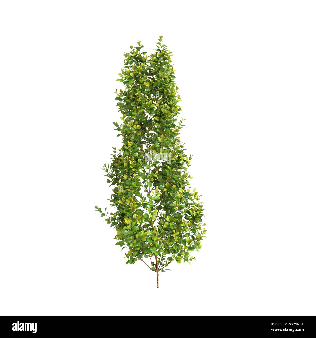 3d illustration of Syzygium paniculatum tree isolated on white ...