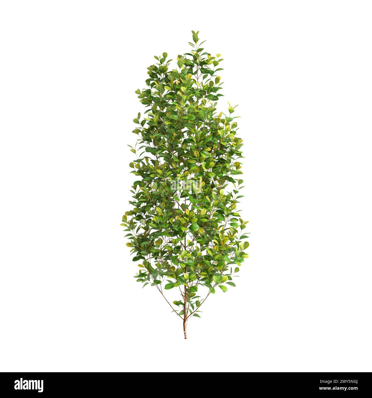 3d illustration of Syzygium paniculatum tree isolated on white ...