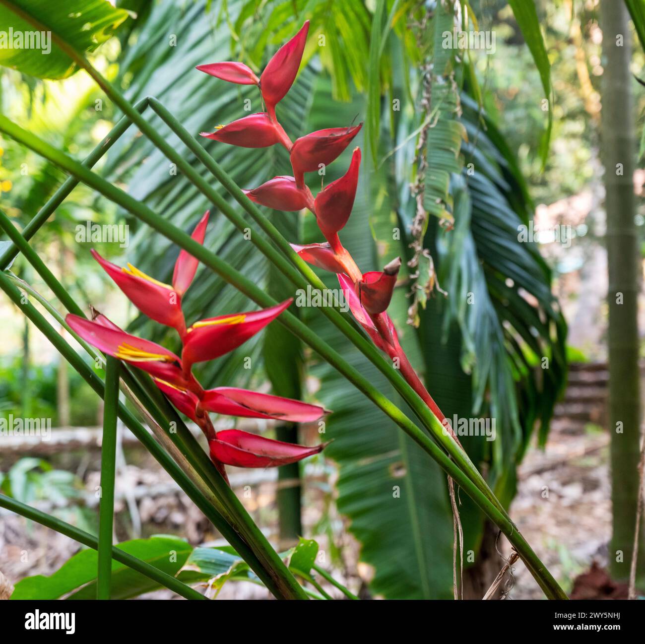Spice farm goa india hi-res stock photography and images - Alamy