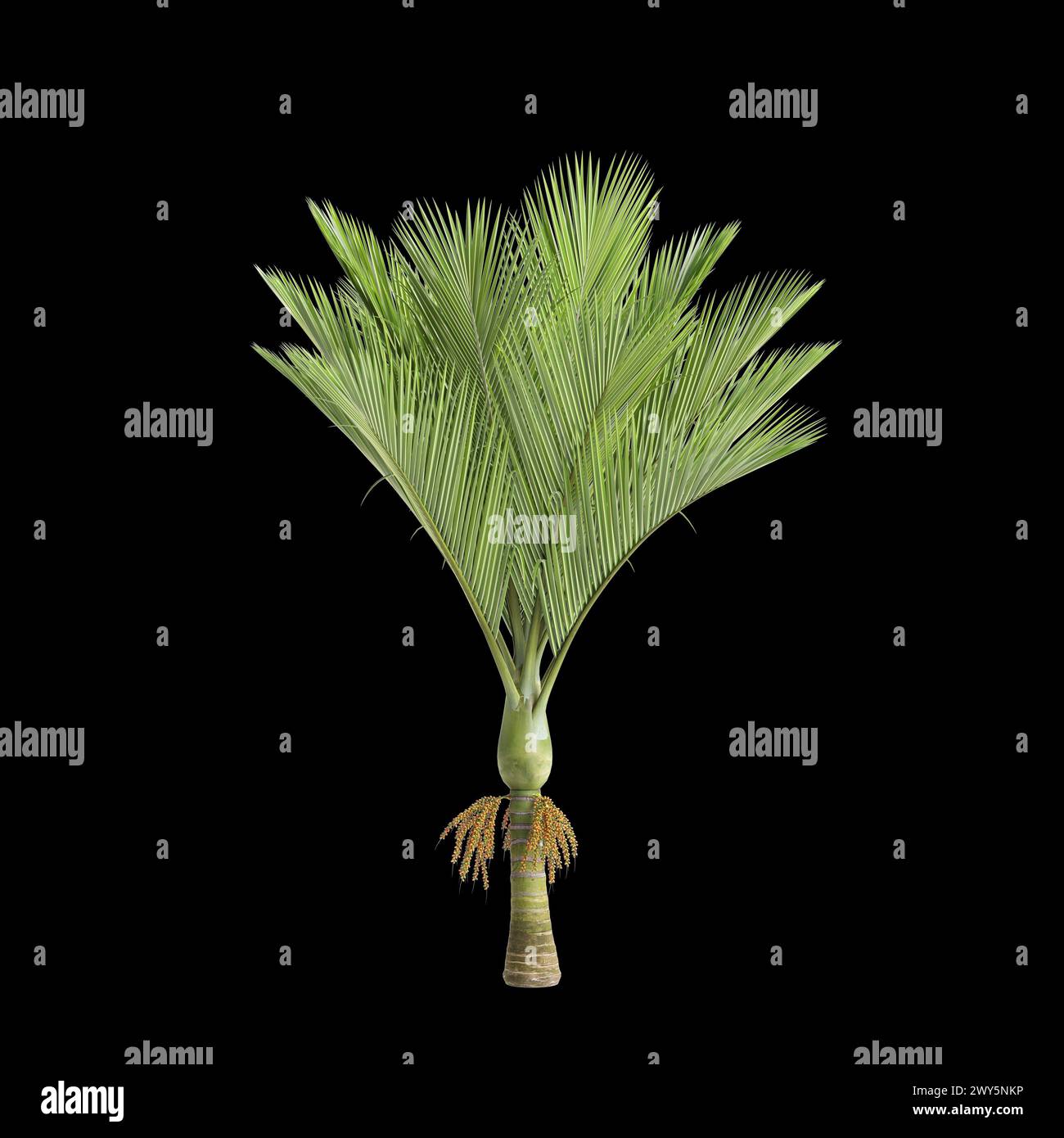 3d illustration of Rhopalostylis sapida tree isolated on black ...