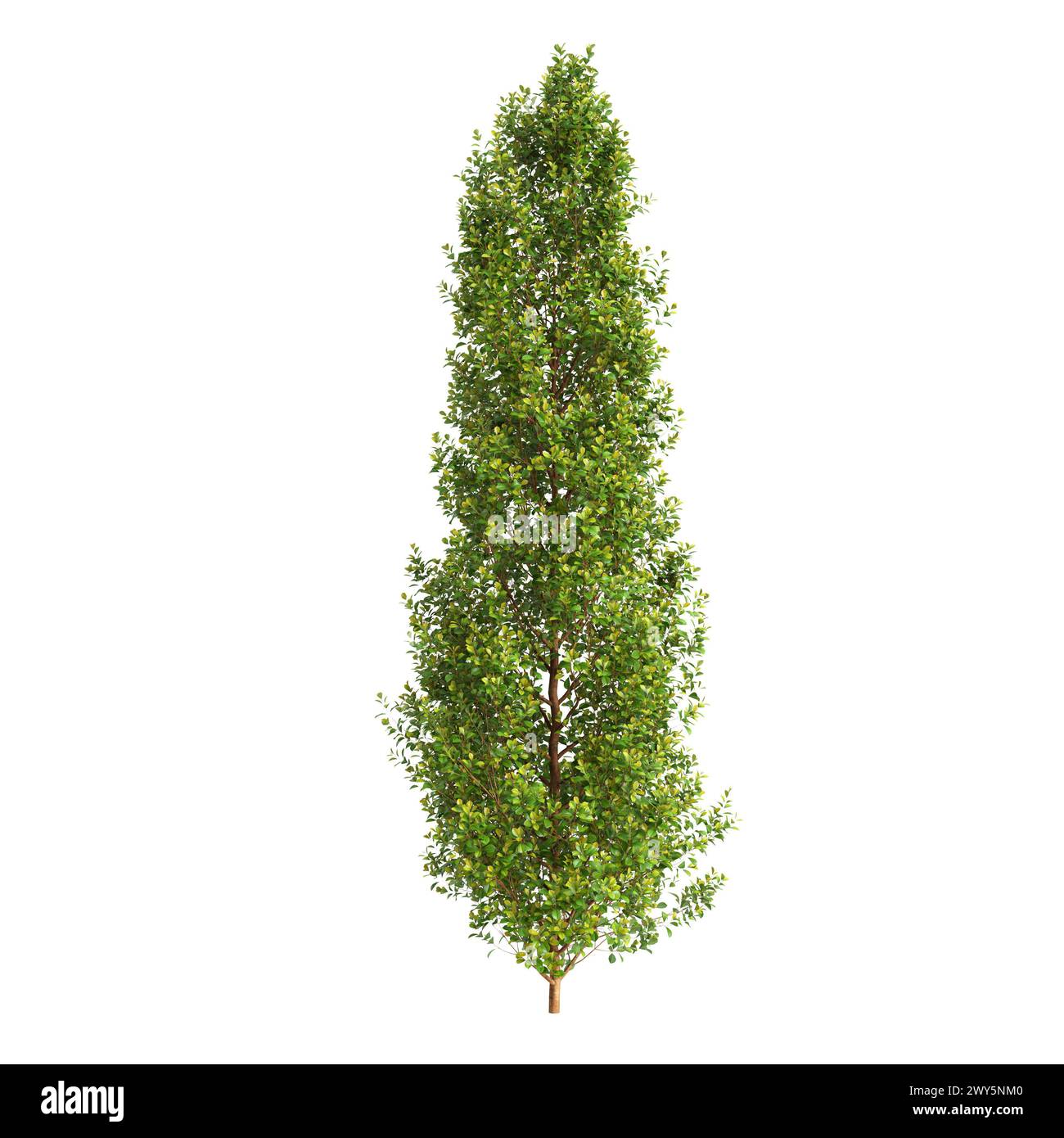 3d illustration of Syzygium paniculatum tree isolated on white ...