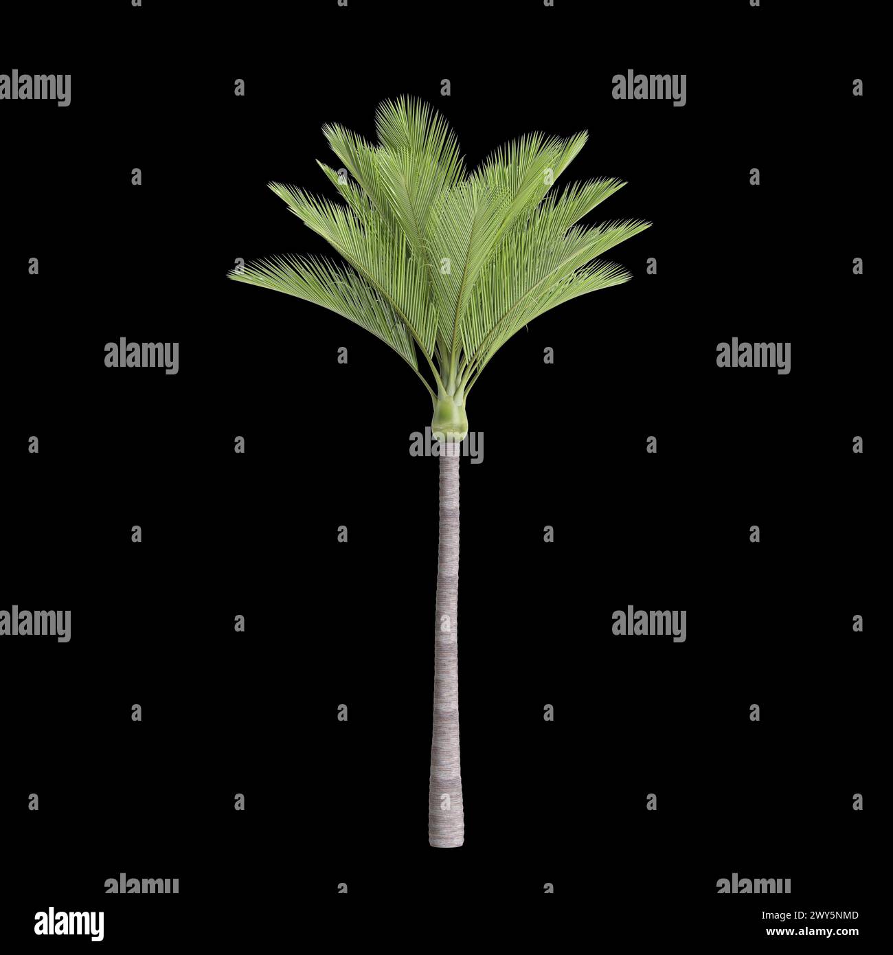 3d illustration of Rhopalostylis sapida tree isolated on black ...