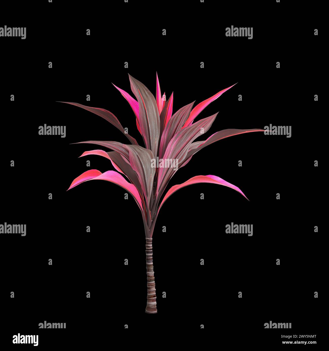 3d illustration of Cordyline fruticosa tree isolated on black ...