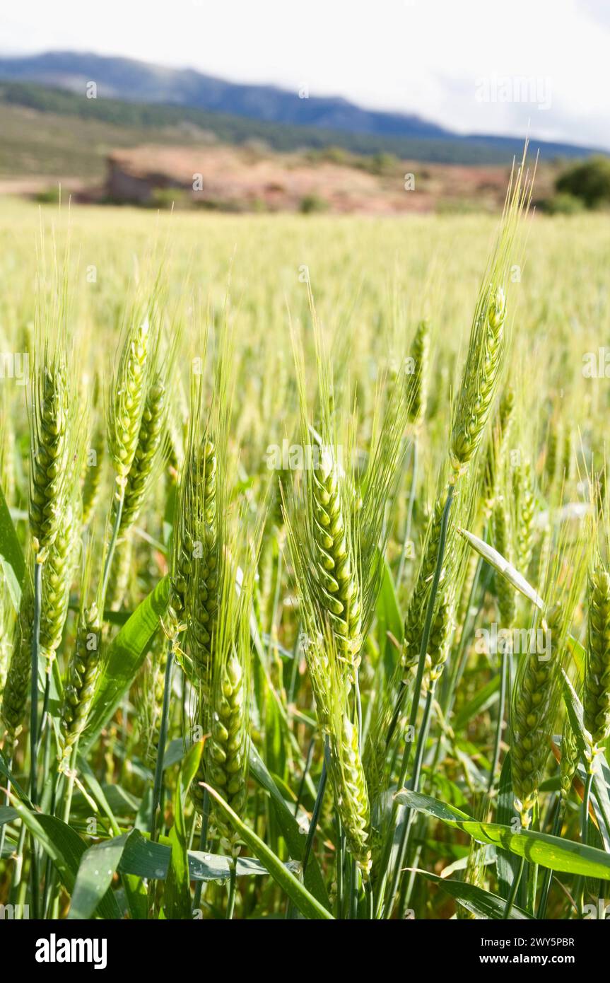 Ears of green wheat. Close view Stock Photo - Alamy