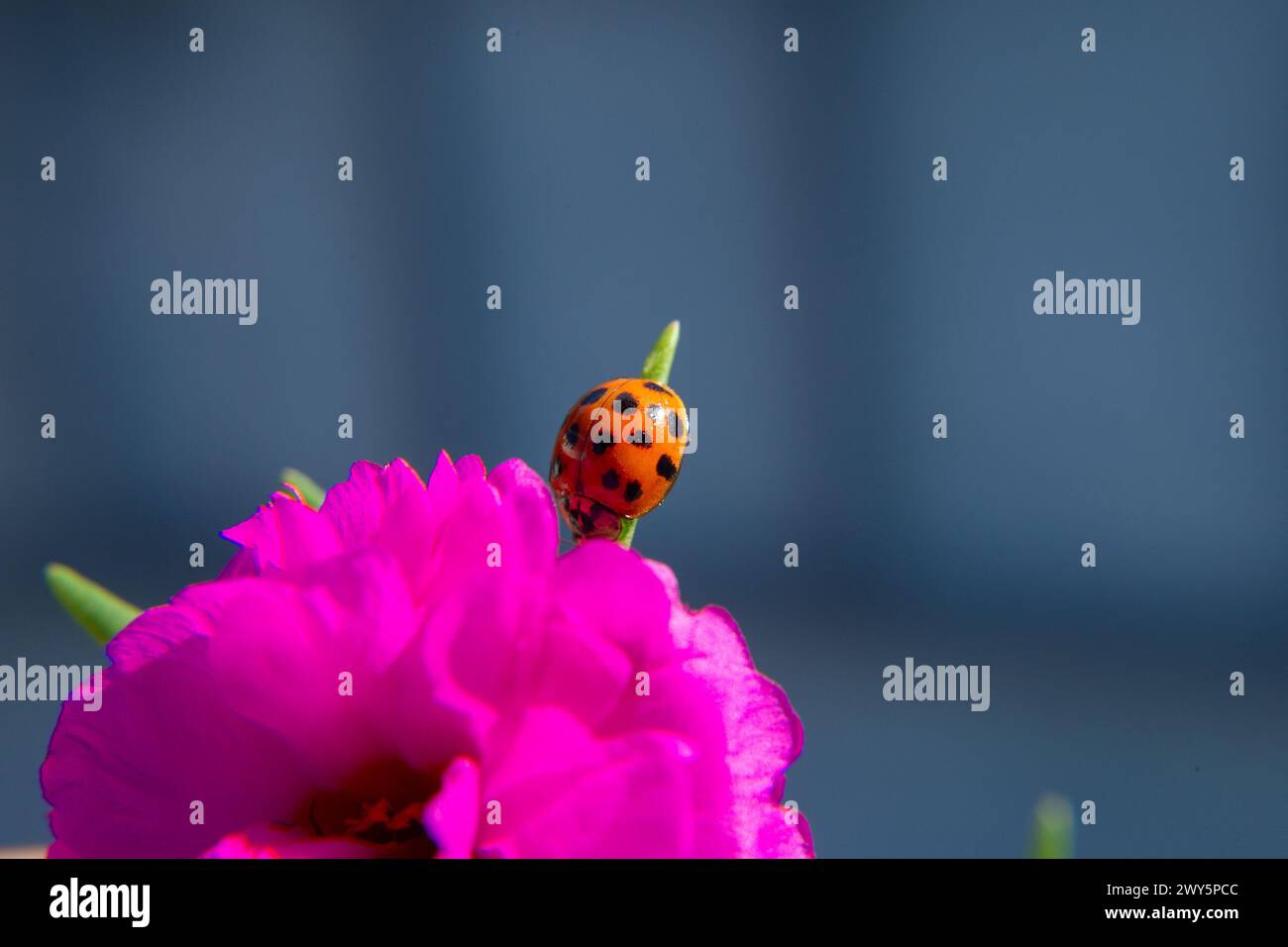 GOIANIA GOIAS BRAZIL - ABRIL 03 2024: A pink flower, with a ladybug on ...