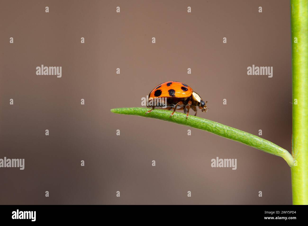 GOIANIA GOIAS BRAZIL - ABRIL 03 2024: A ladybug walking on a leaf with ...