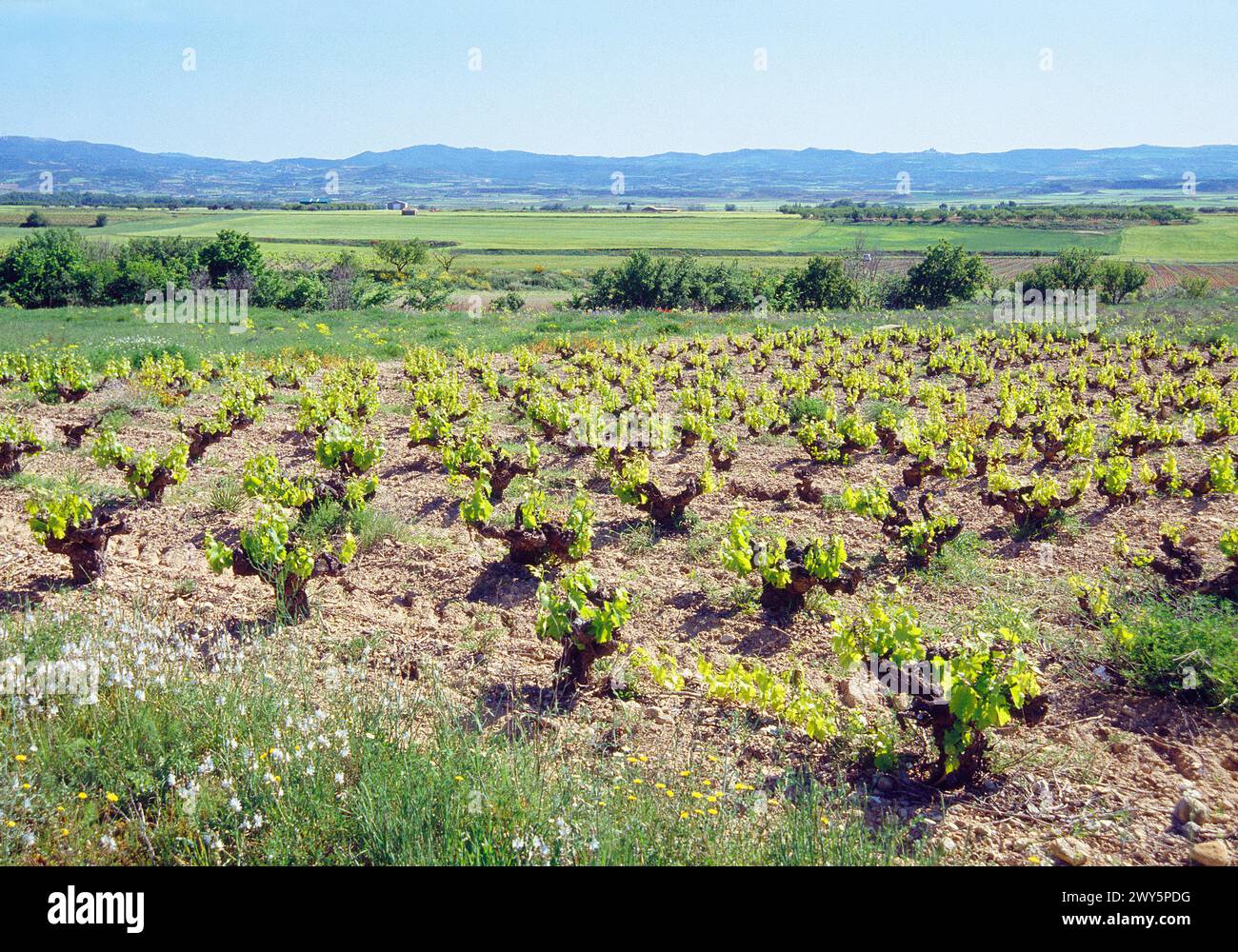 Horizontal landscape exterior vines vineyard hi-res stock photography ...