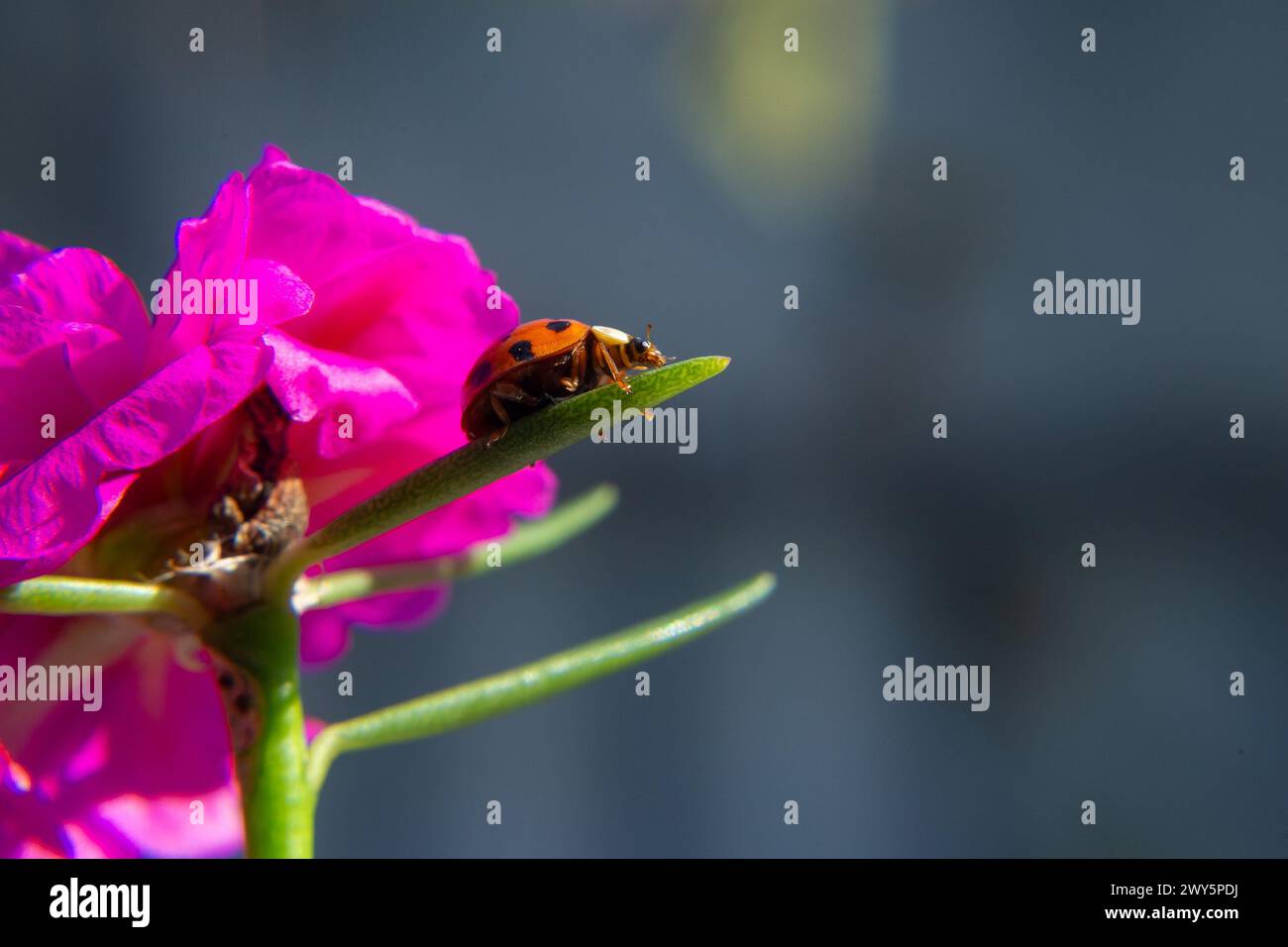 GOIANIA GOIAS BRAZIL - ABRIL 03 2024: A ladybug walking on a leaf with ...