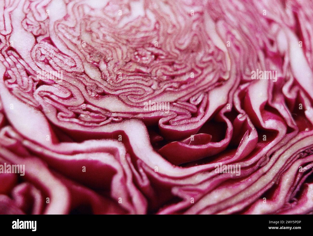 Detail of red cabbage Stock Photo - Alamy