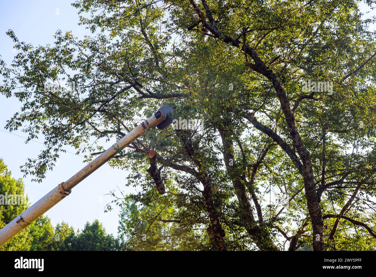 Lumberjack uses telescopic saw blade to cut branches from tree Stock ...