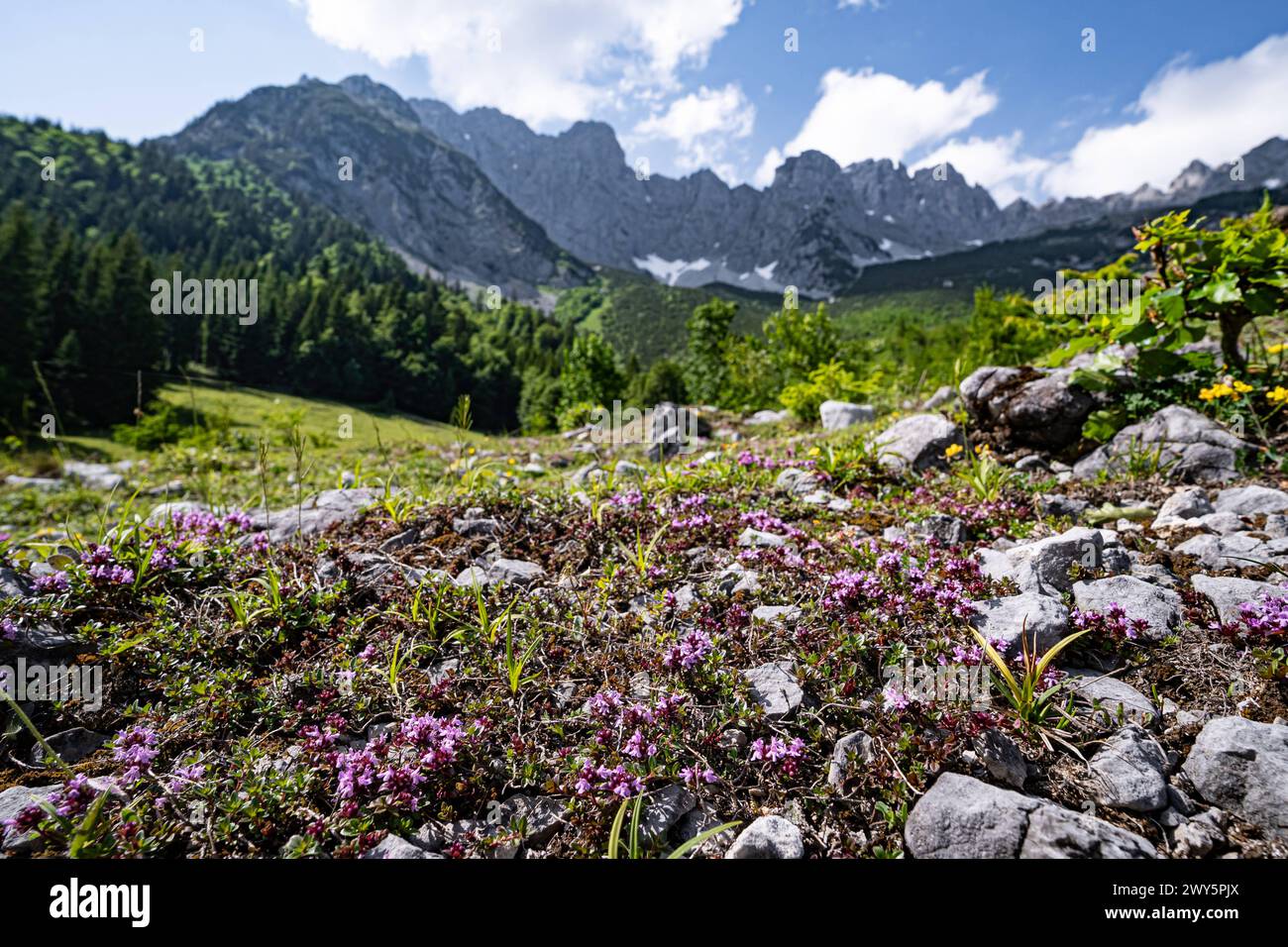 Wandern im Sommer in den Alpen - zarte lilagefärbte Blüten auf einer ...