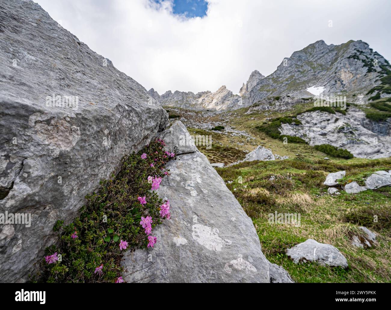 Ritzen blumen hi-res stock photography and images - Alamy