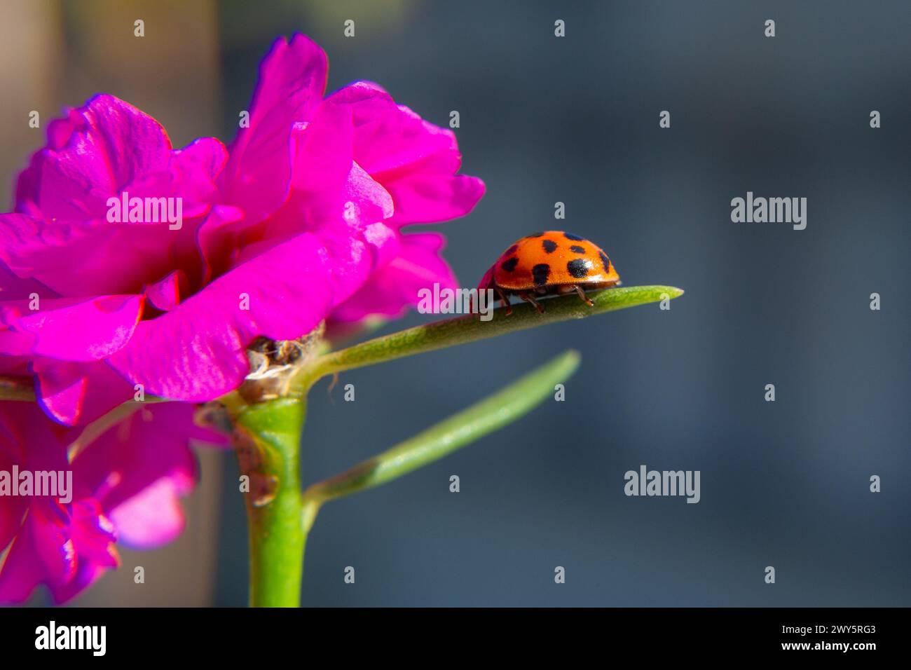 GOIANIA GOIAS BRAZIL - ABRIL 03 2024: A pink flower with ladybug ...