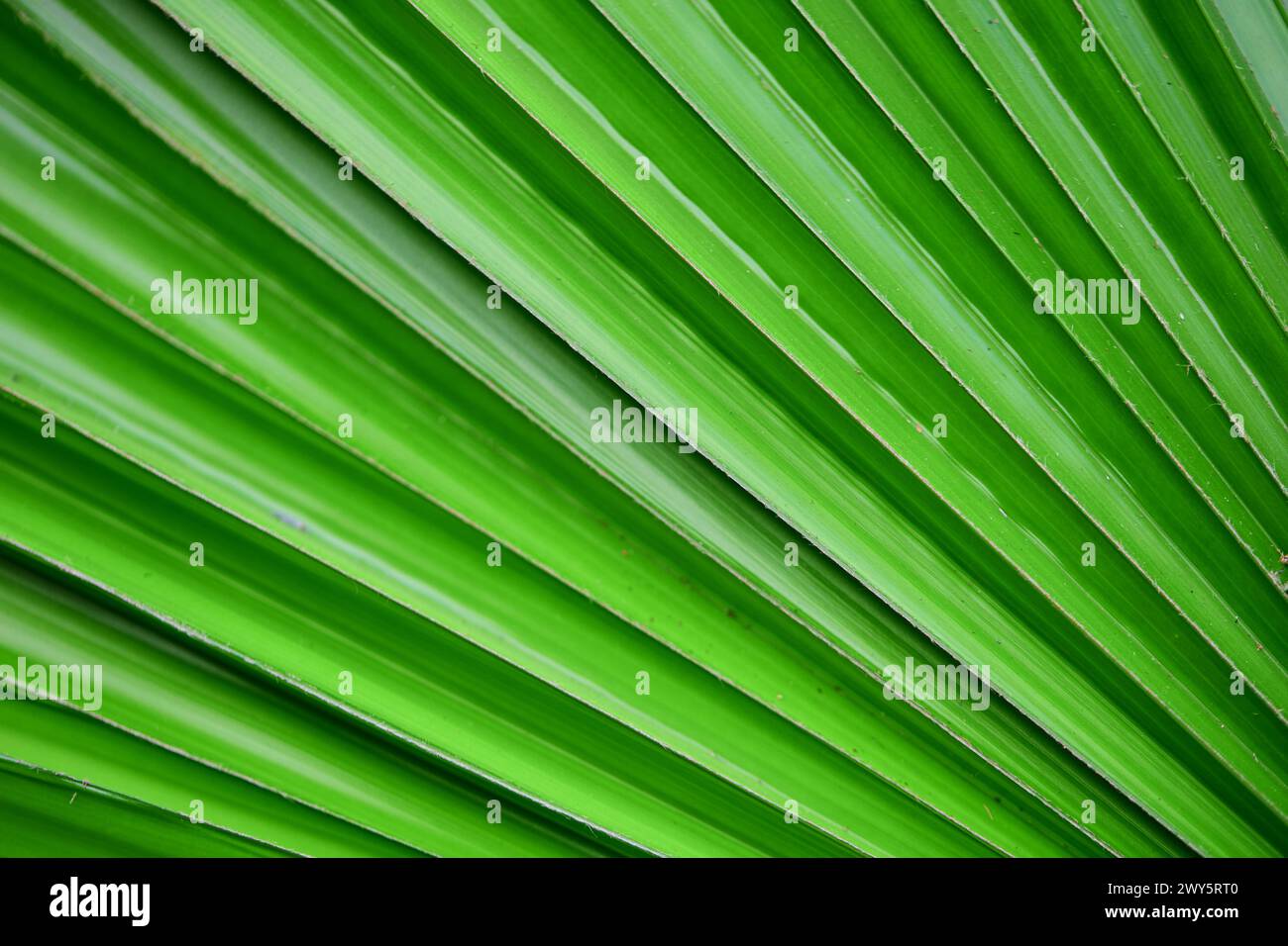 A beautiful of fan palm leaf pattern Stock Photo - Alamy