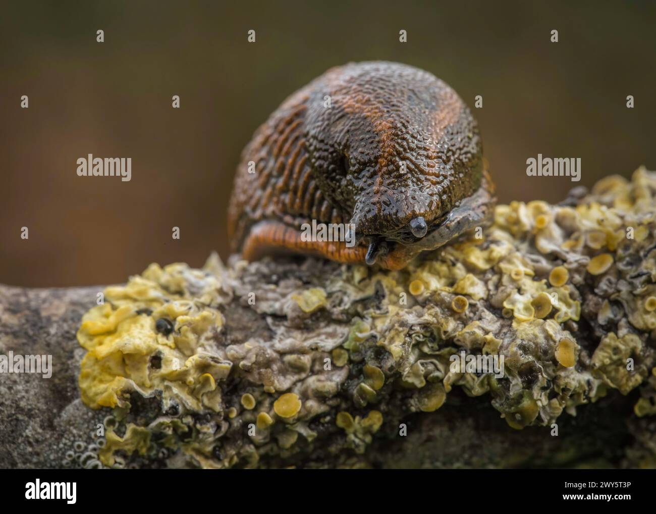 Anterior branch hi-res stock photography and images - Alamy