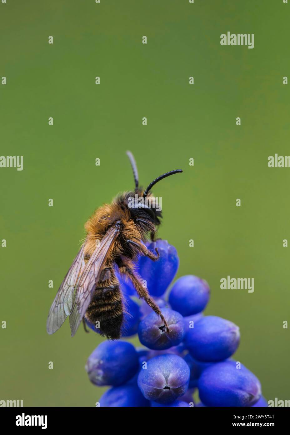 Male flower bee hi-res stock photography and images - Alamy