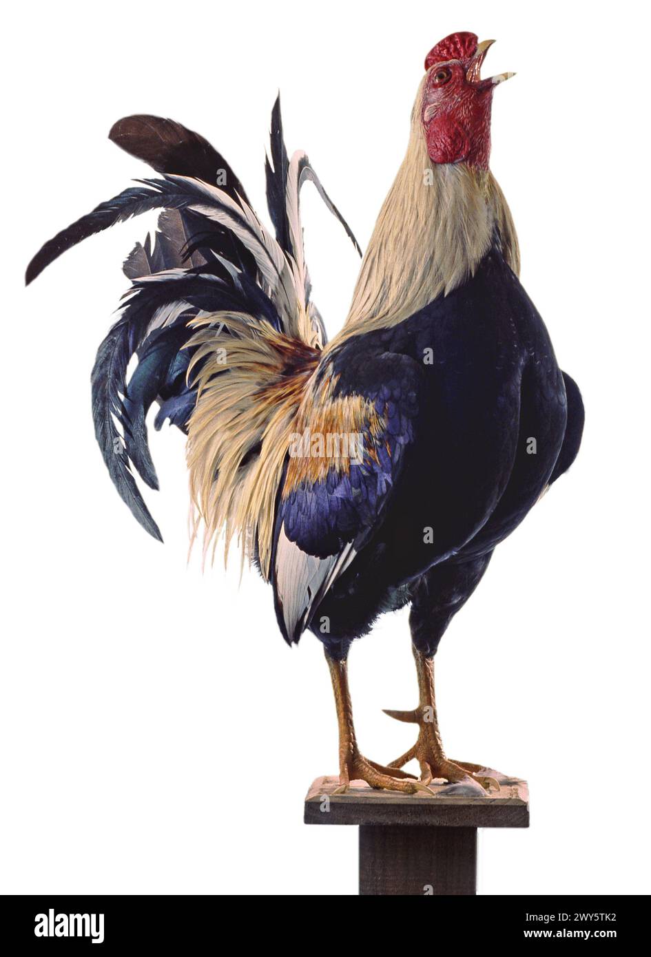 A wish bird Cut Out Stock Images & Pictures - Alamy