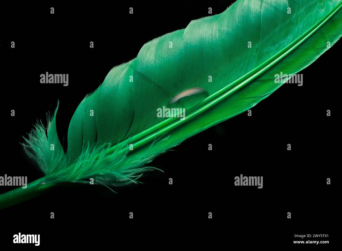 Green feather with water droplet Stock Photo - Alamy