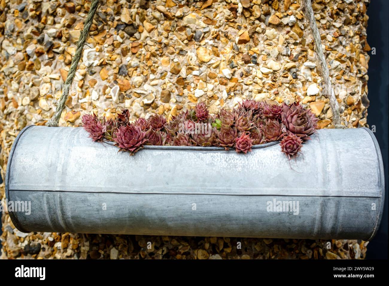 Zinc planter hi-res stock photography and images - Alamy