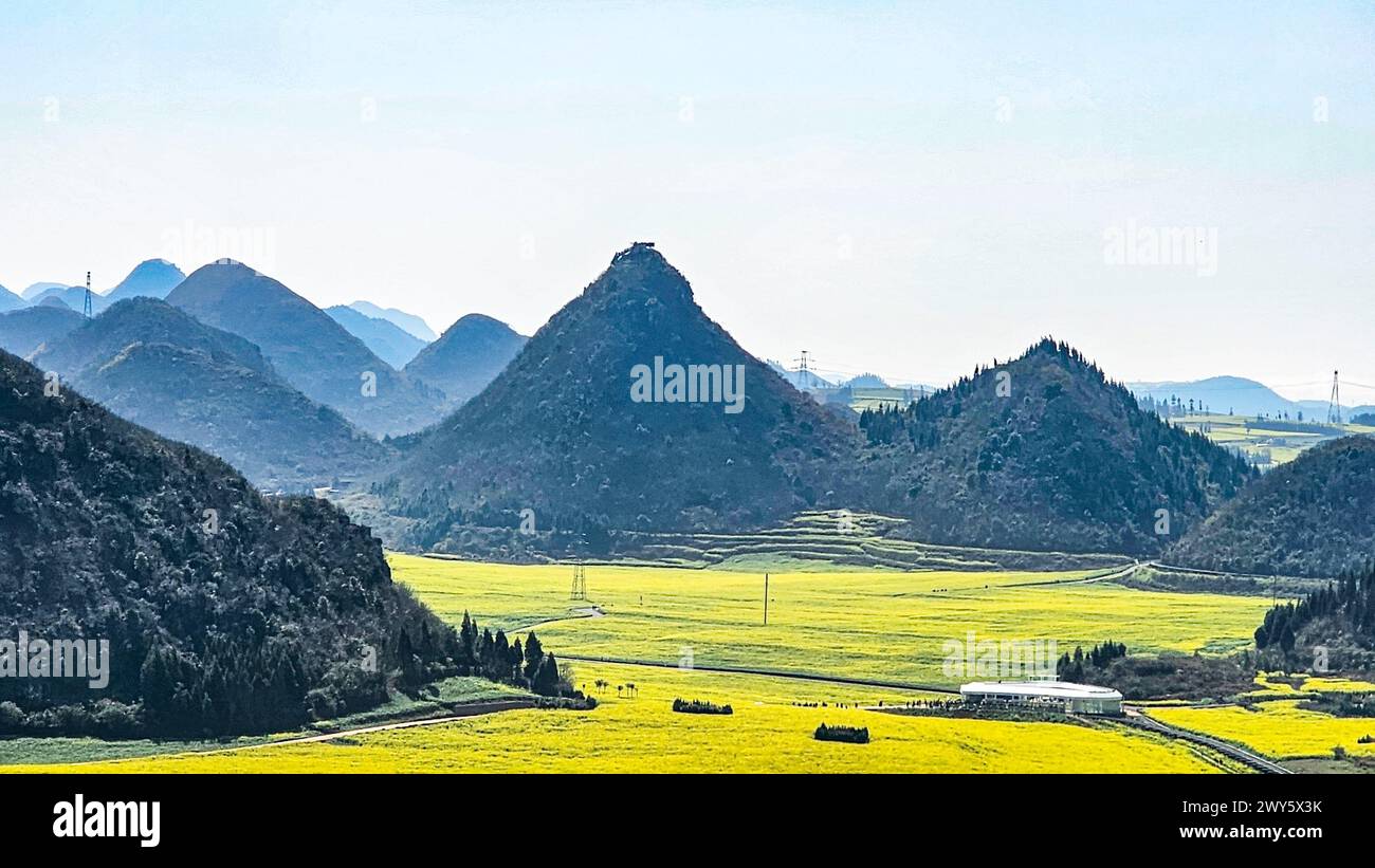 Rolling yellow hills in a lush valley with abundant trees and grass in ...
