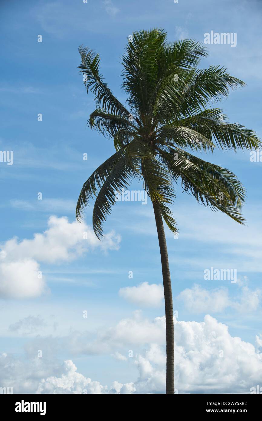 Coconut tree swaying from being blown by strong wind, with blue sky and ...