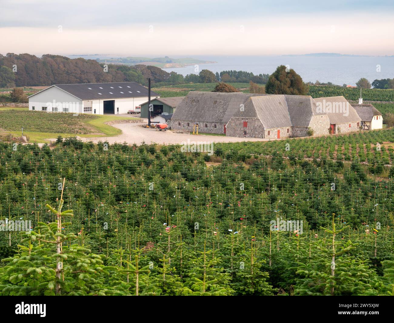 Nordmann fir tree plantation hi-res stock photography and images - Alamy