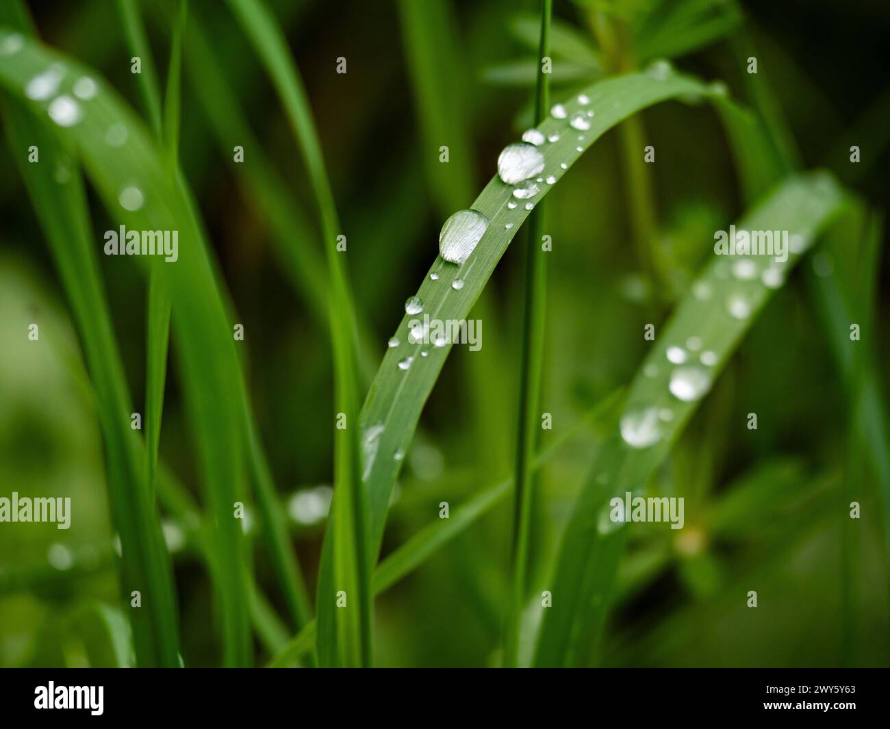 Pearly water hi-res stock photography and images - Alamy