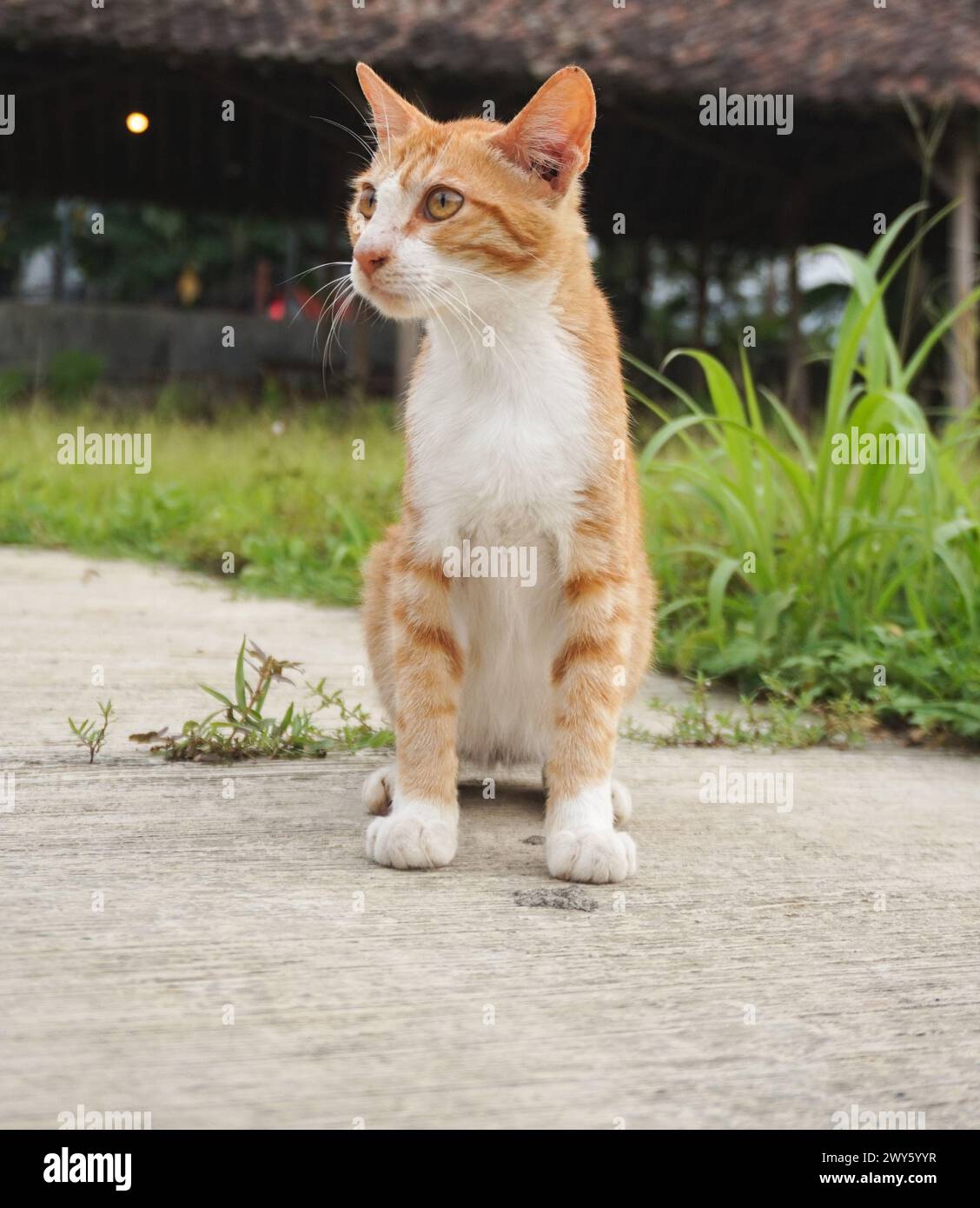 Kucing orange hi-res stock photography and images - Alamy
