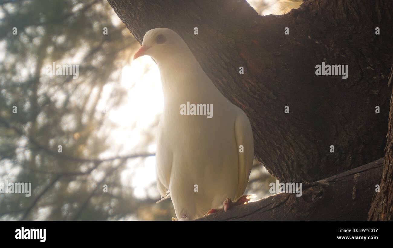 white dove perched on a tree branch Stock Photo - Alamy
