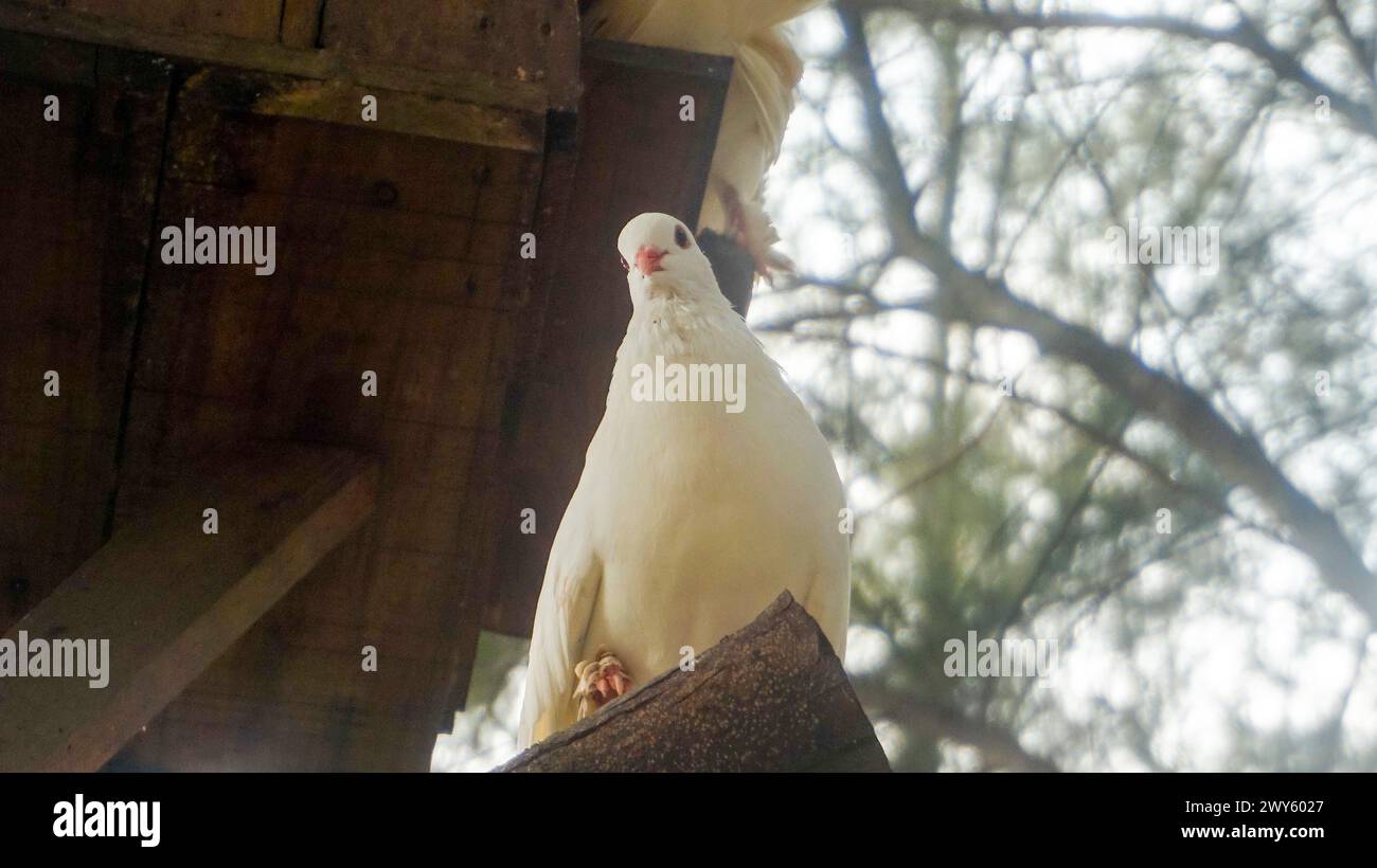 white dove perched on a tree branch Stock Photo - Alamy