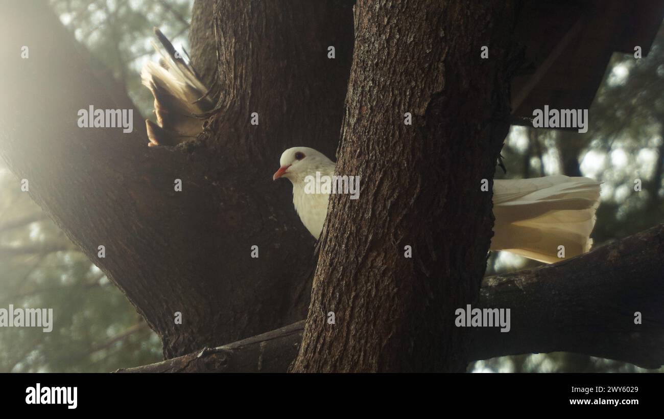 white dove perched on a tree branch Stock Photo - Alamy