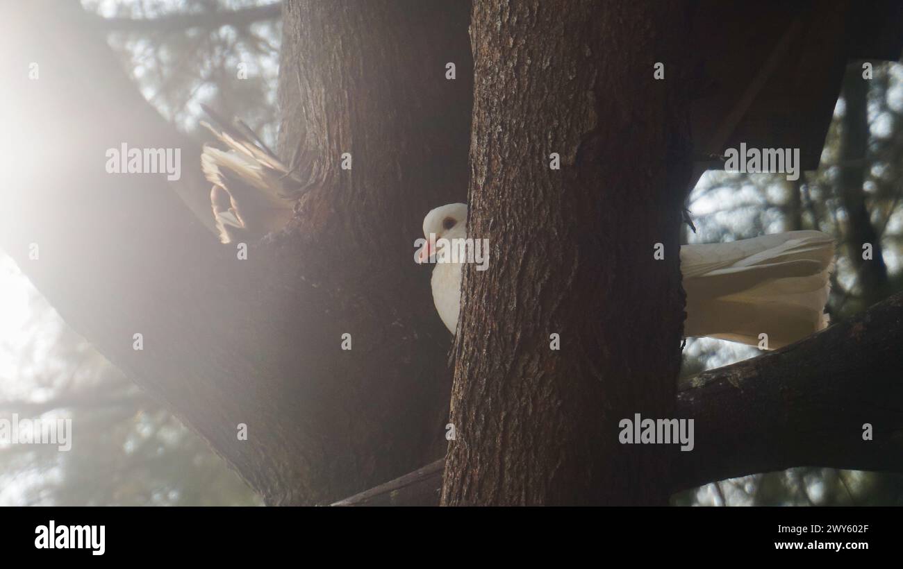 white dove perched on a tree branch Stock Photo - Alamy