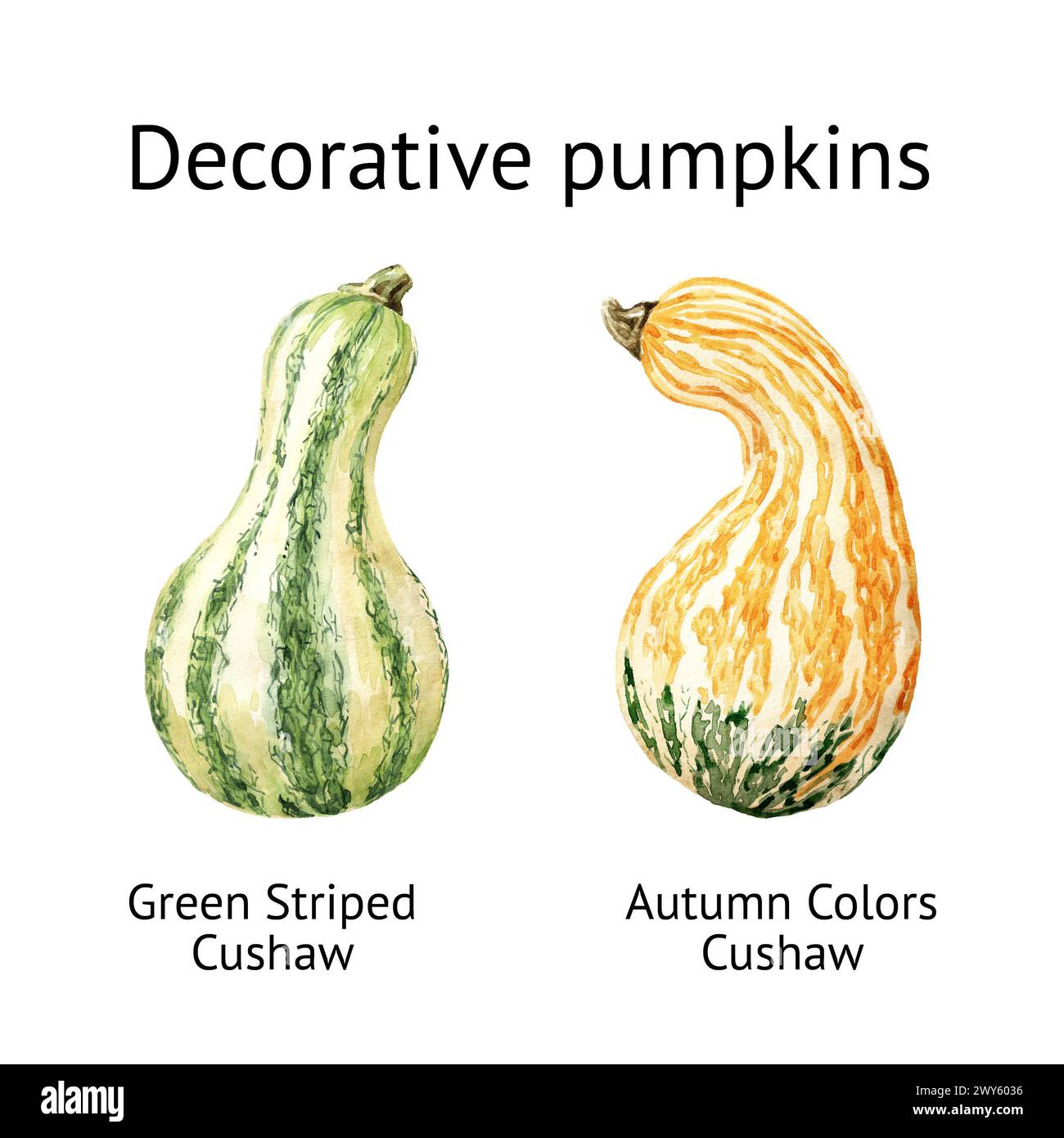 Decorative pumpkins set. Autumn Colors Cushaw and Green Striped Cushaw ...