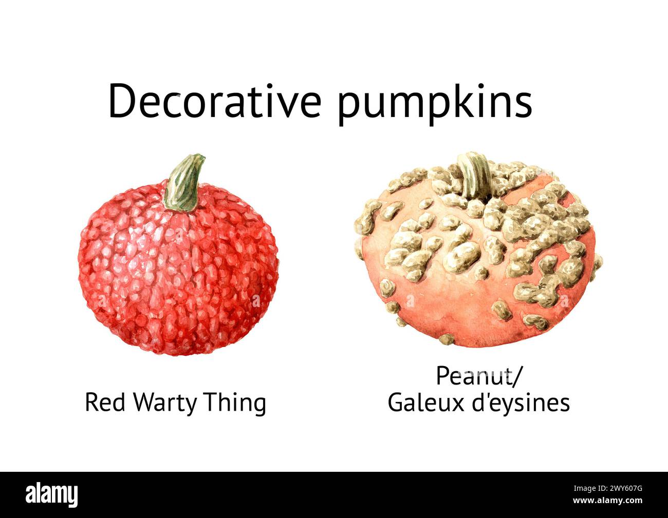 Decorative pumpkins set. Peanut, Galeux d'eysines, Red Warty Thing ...