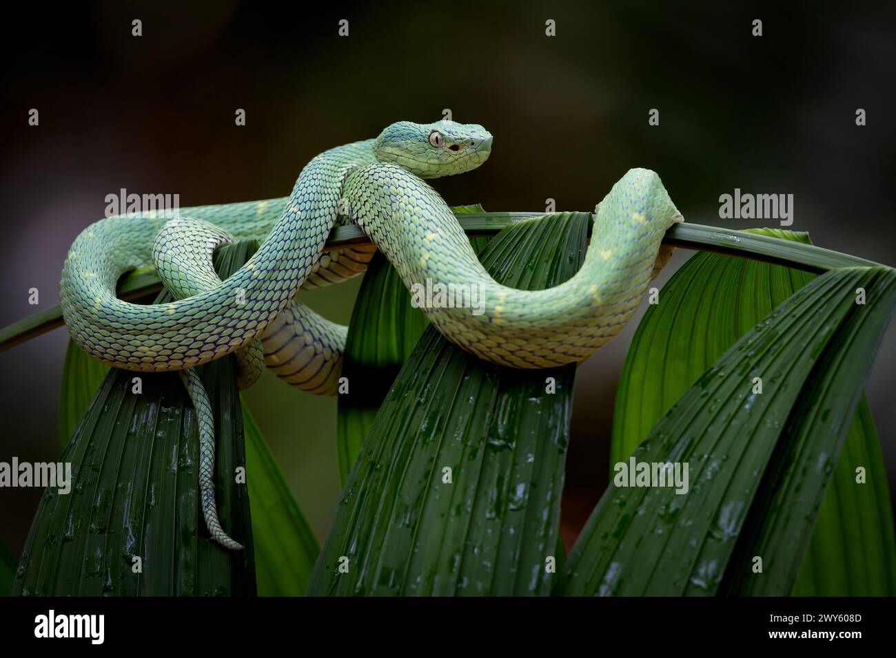 A venomous viper snake in Costa Rica Stock Photo - Alamy