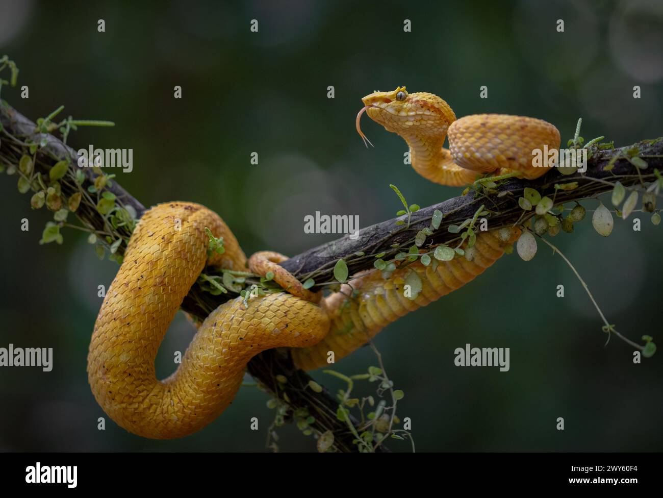 A venomous viper snake in Costa Rica Stock Photo - Alamy