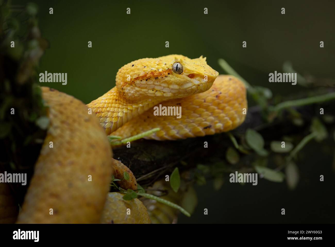 A venomous viper snake in Costa Rica Stock Photo - Alamy