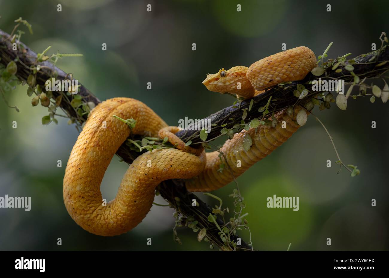 A venomous viper snake in Costa Rica Stock Photo - Alamy