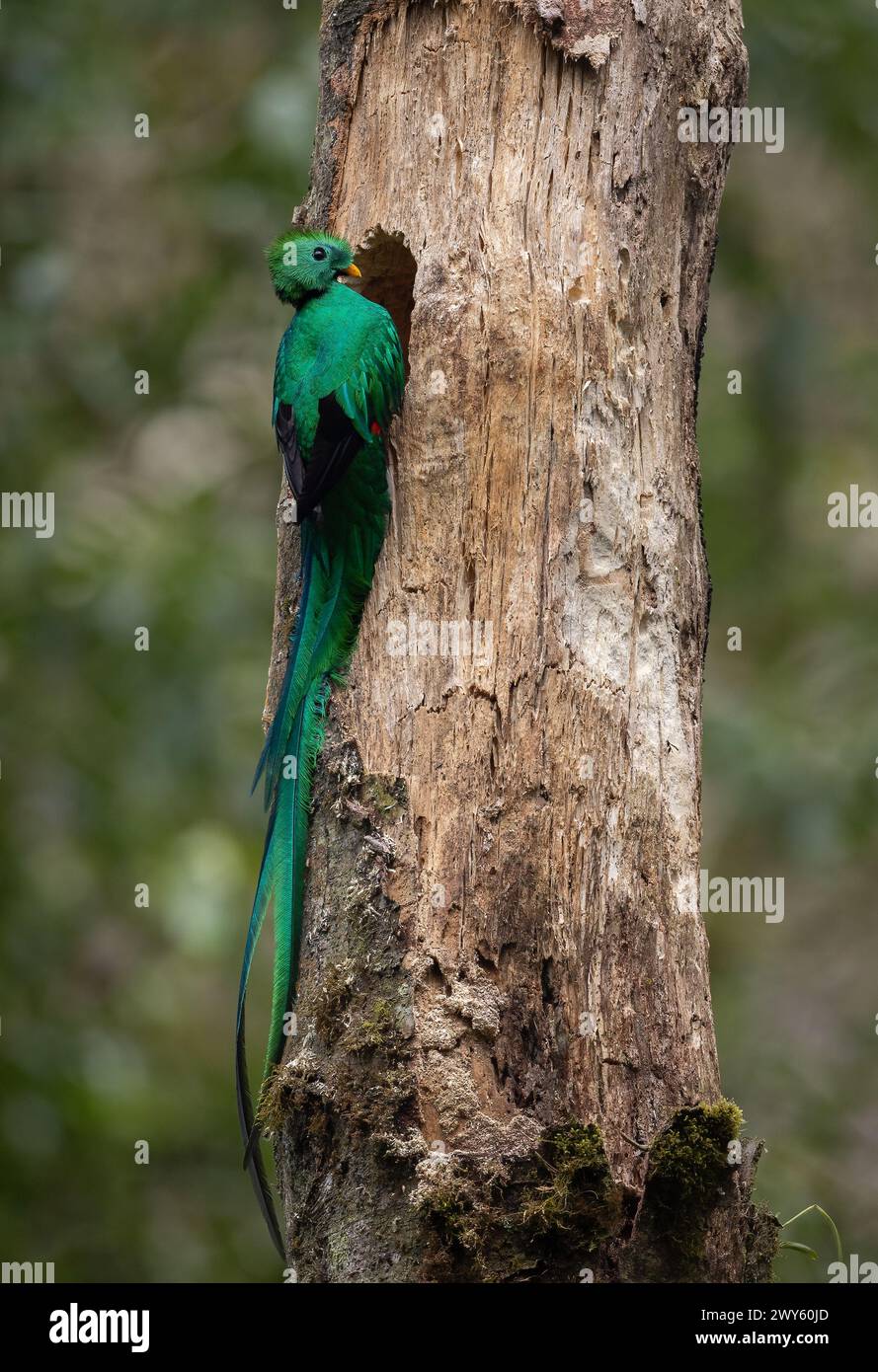 Resplendent quetzal in the tropical rainforest of Costa Rica Stock ...