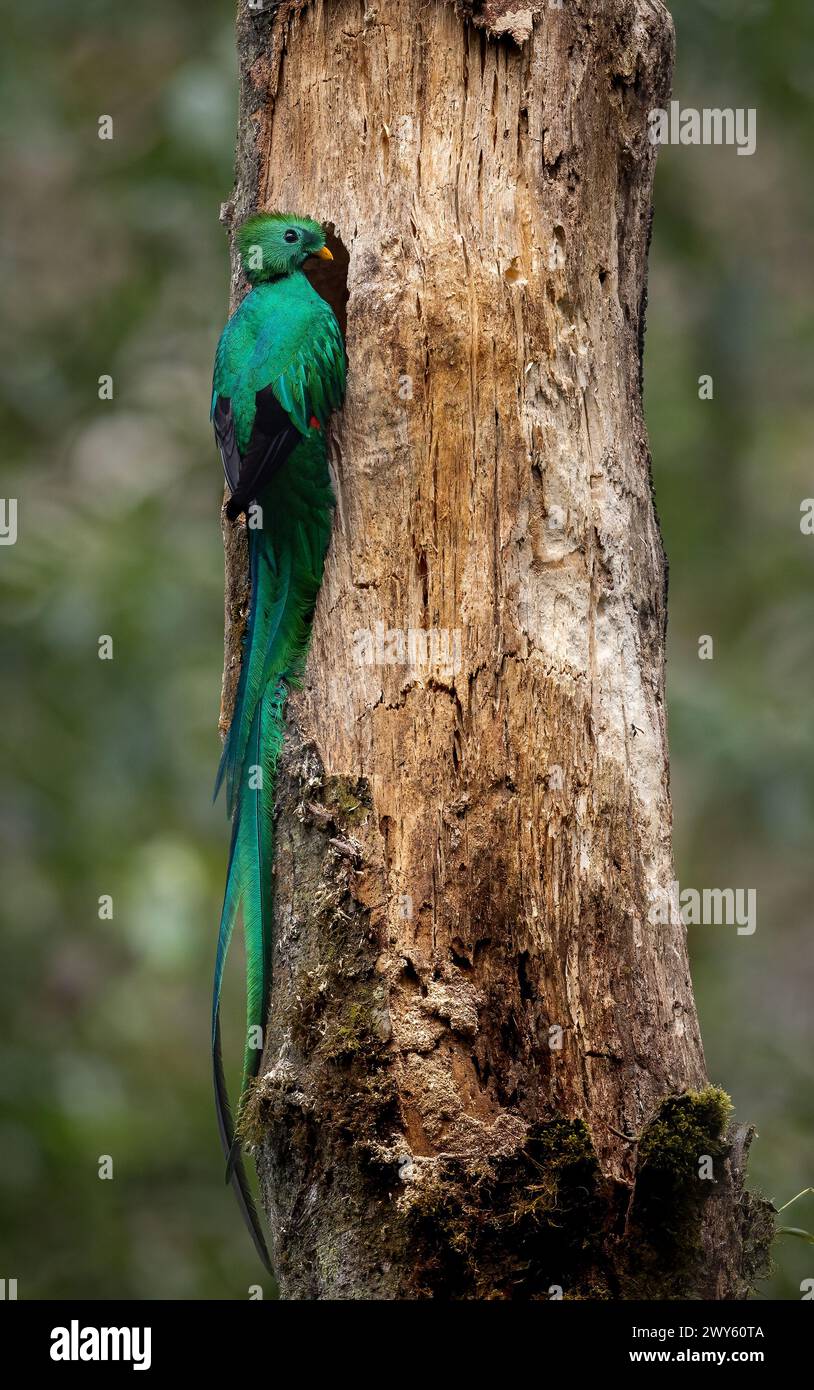 Resplendent bird in flight hi-res stock photography and images - Alamy