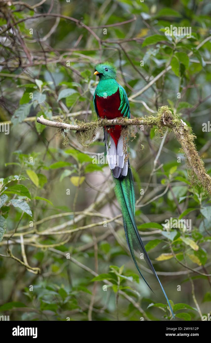 Resplendent quetzal in the tropical rainforest of Costa Rica Stock ...
