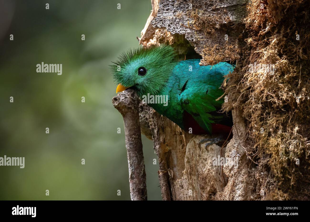 Resplendent quetzal in the tropical rainforest of Costa Rica Stock ...
