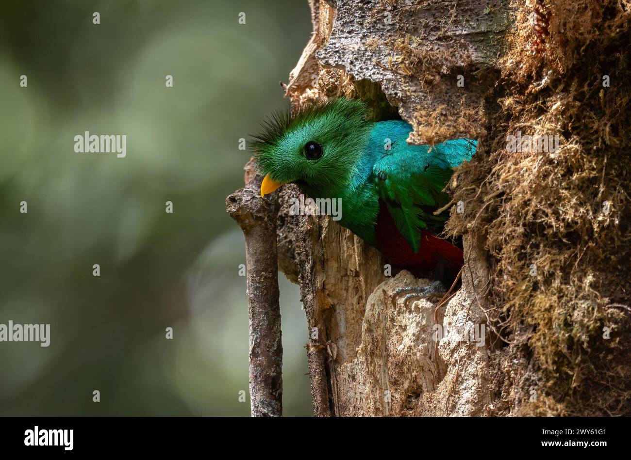 Resplendent quetzal in the tropical rainforest of Costa Rica Stock ...