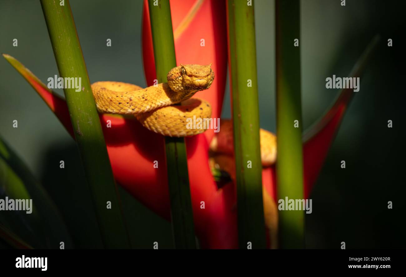 A venomous viper snake in Costa Rica Stock Photo - Alamy