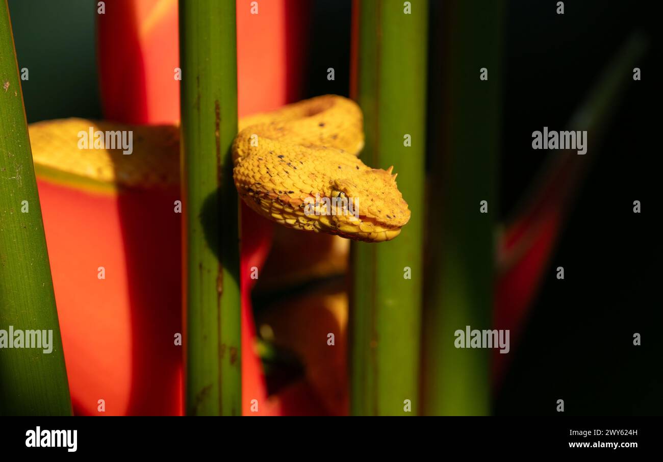 A venomous viper snake in Costa Rica Stock Photo - Alamy