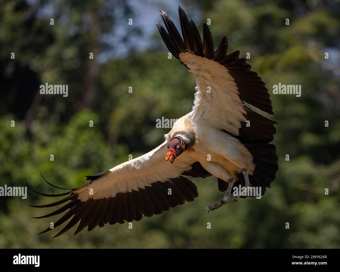 King vulture in the tropical rainforest of Costa Rica Stock Photo - Alamy