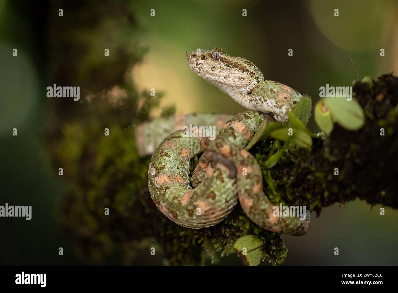 A venomous viper snake in Costa Rica Stock Photo - Alamy